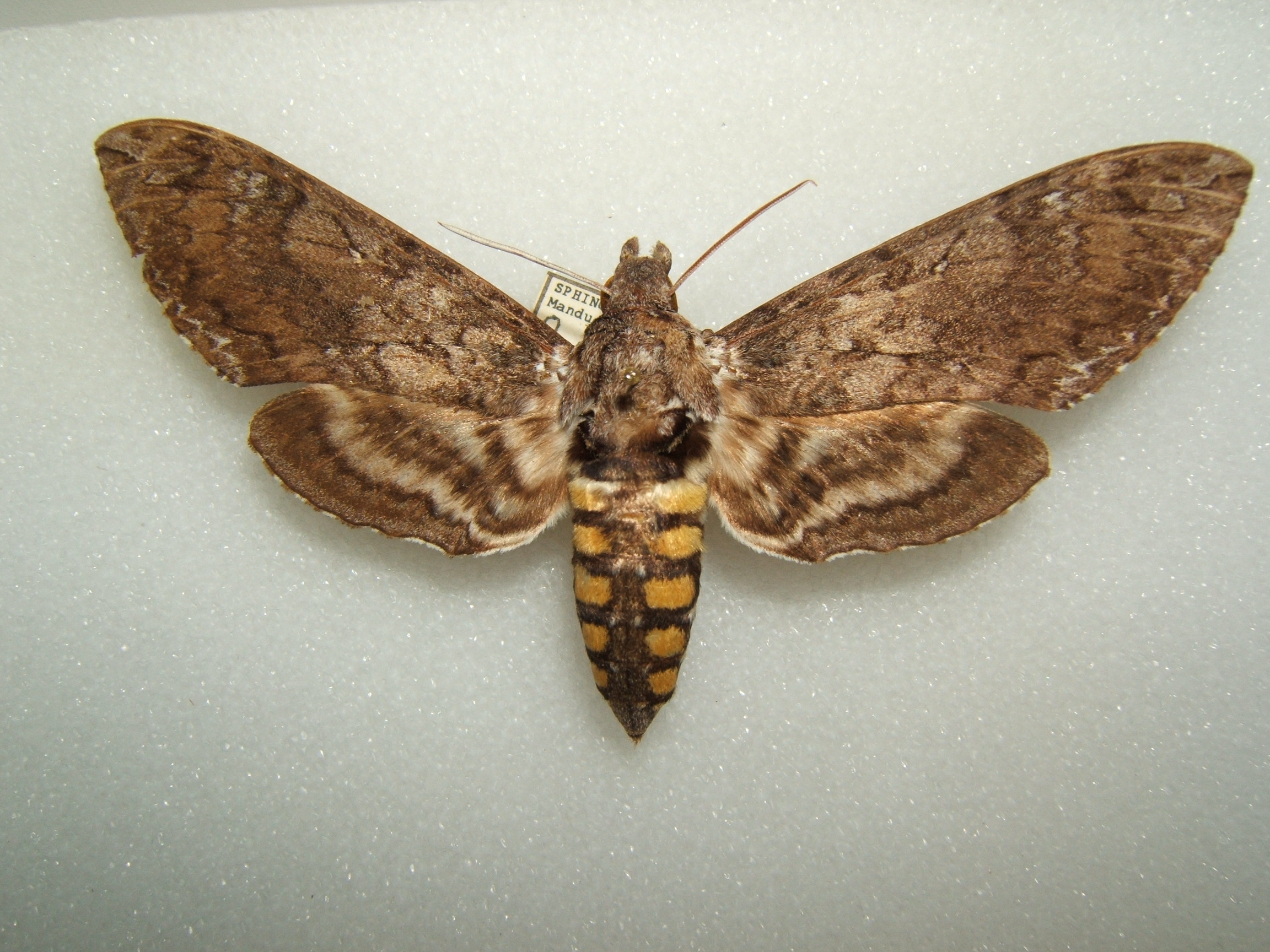 Cyborg Moths?! – National Moth Week