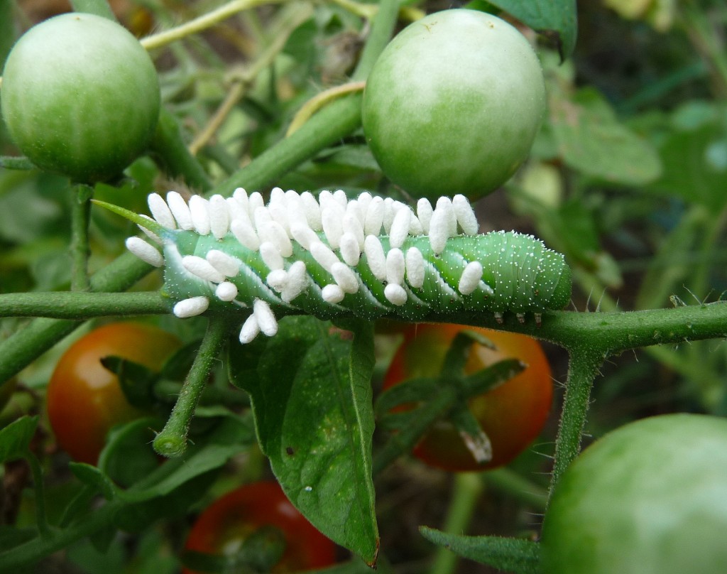 Moths in Our Gardens: Five-spotted hawkmoth (tomato hornworm ...