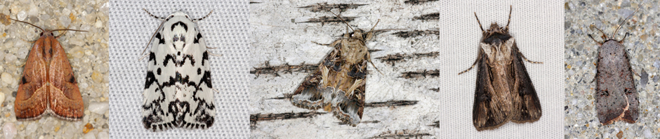 MothHeader1 – National Moth Week