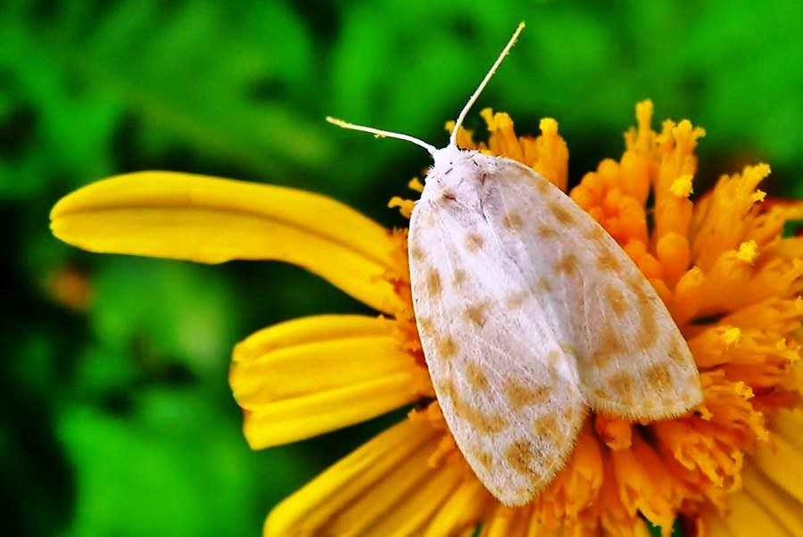 NMW 2014 results – Philippine Lepidoptera – National Moth Week