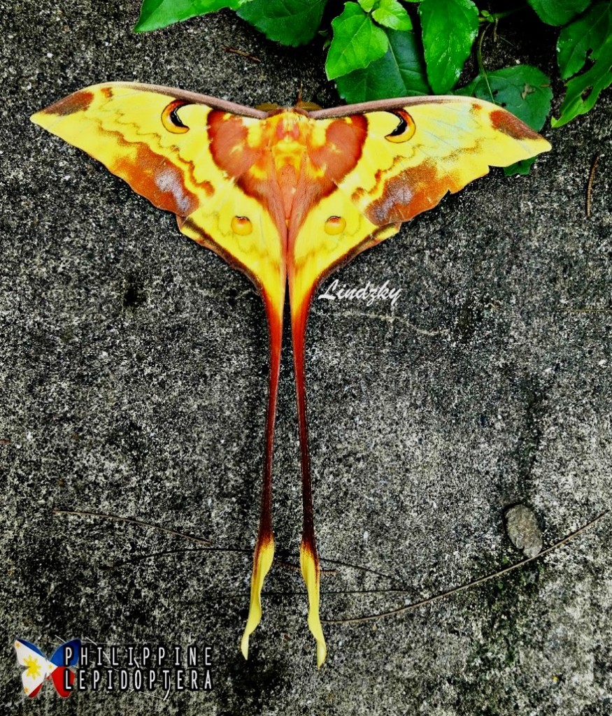 NMW 2014 results – Philippine Lepidoptera – National Moth Week
