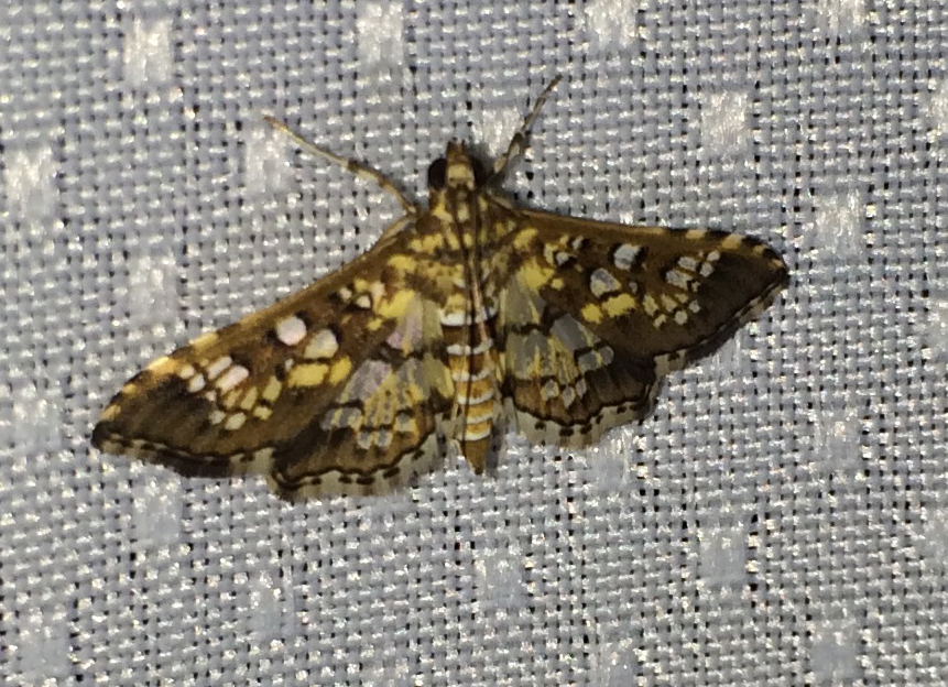 Little moths show off their colors at Long Key Nature Center – National ...