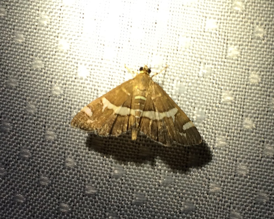 Little moths show off their colors at Long Key Nature Center – National ...