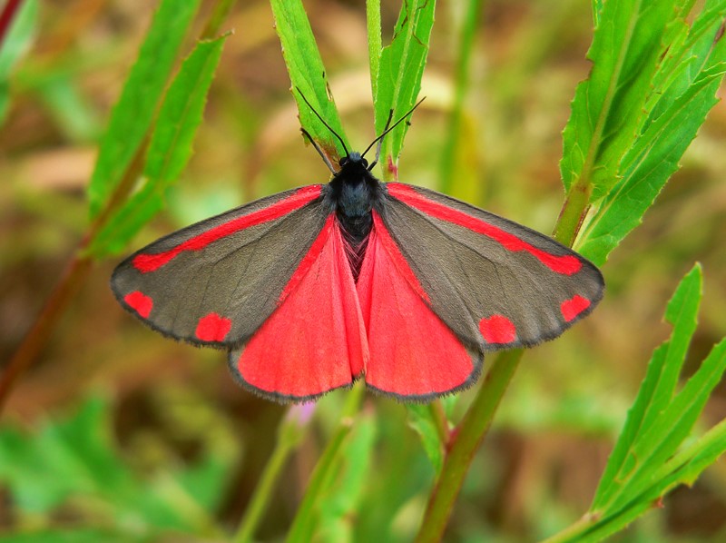 Moth Week Programs at Long Key Nature Center – National Moth Week