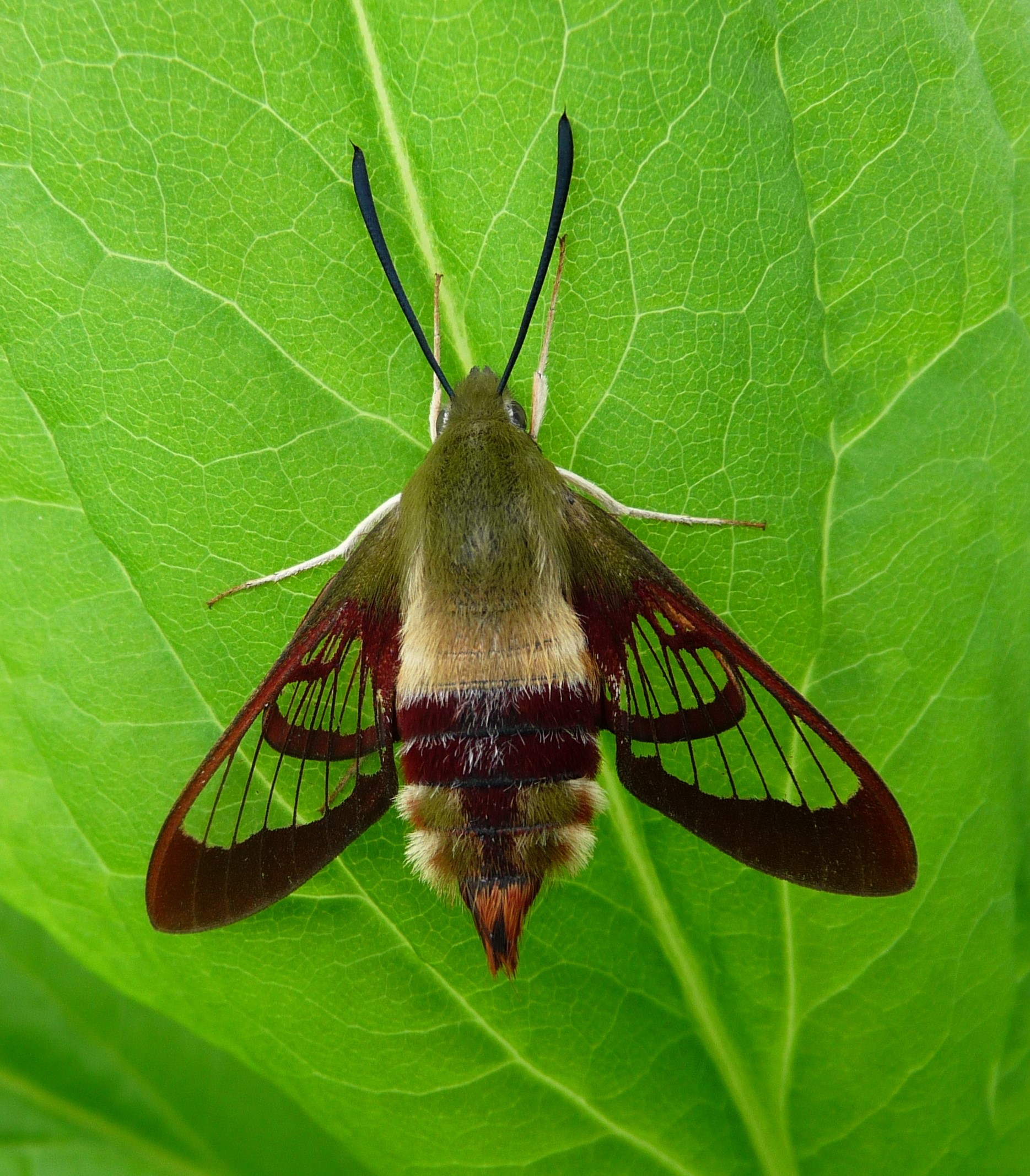 Jacob2 – National Moth Week