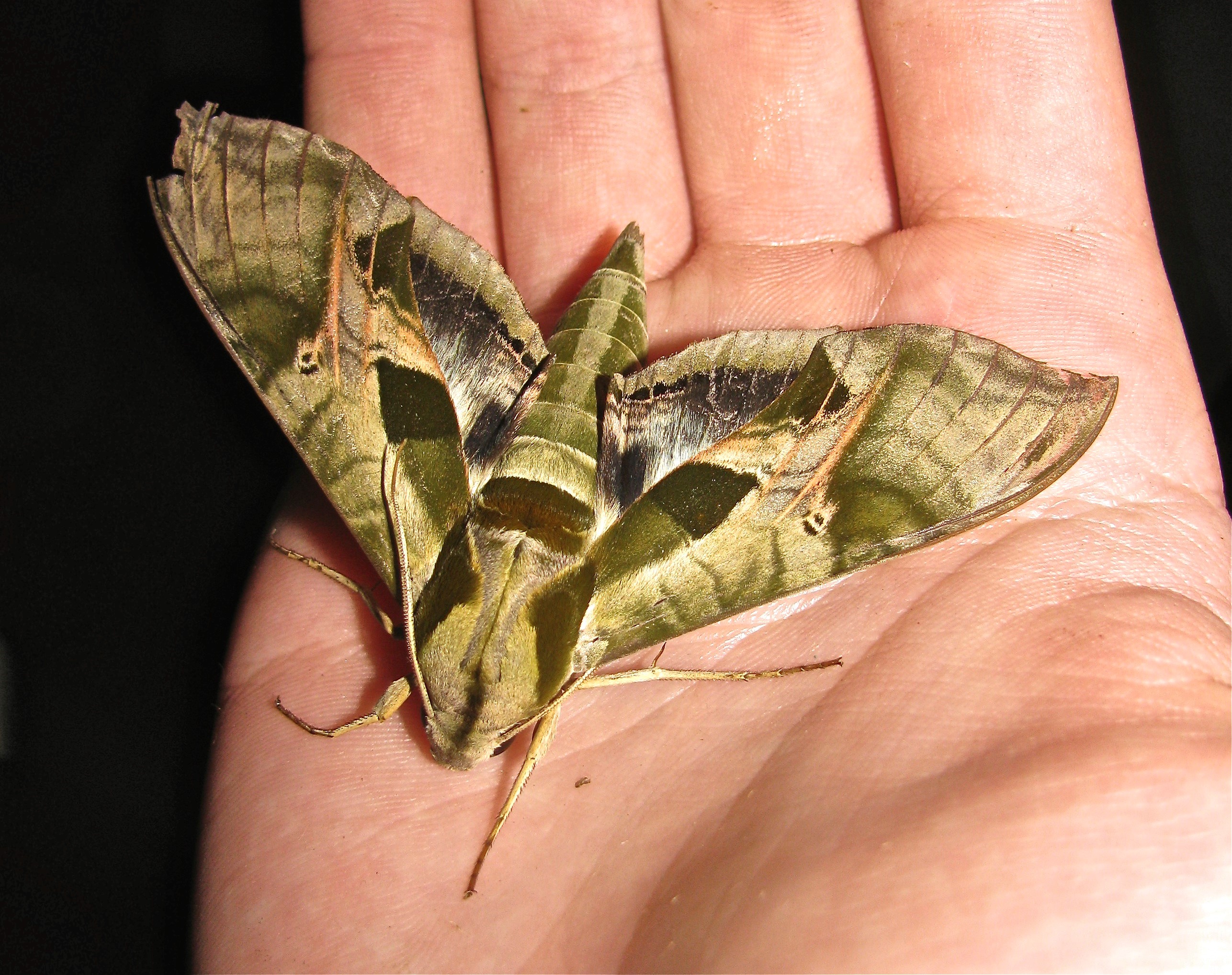 jacob1 – National Moth Week
