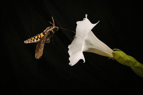The Year Of The Sphingidae Pollination National Moth Week The Year Of The Sphingidae Pollination National Moth Week