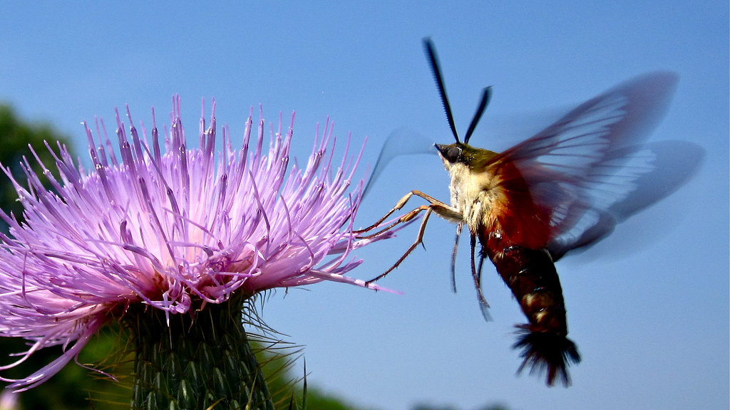 Year of the Sphingidae – Diurnal Moths – National Moth Week