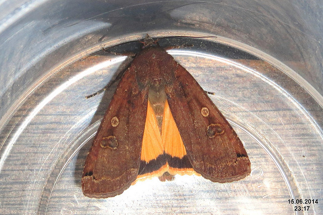 Meet an Underwing – Noctua pronuba (Large yellow underwing) – National ...