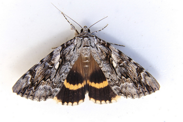 Meet an Underwing – Yellow-banded Underwing – National Moth Week