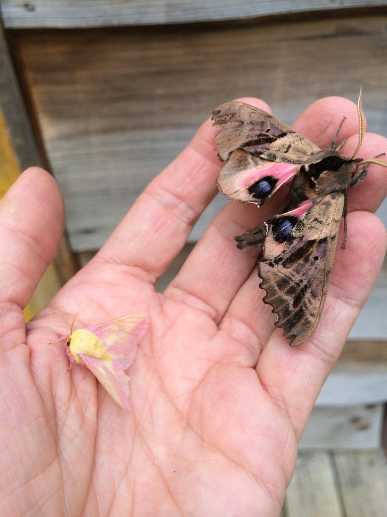 Moth Party at Art + Science In the Field: AS IF – Guest post by Nancy ...
