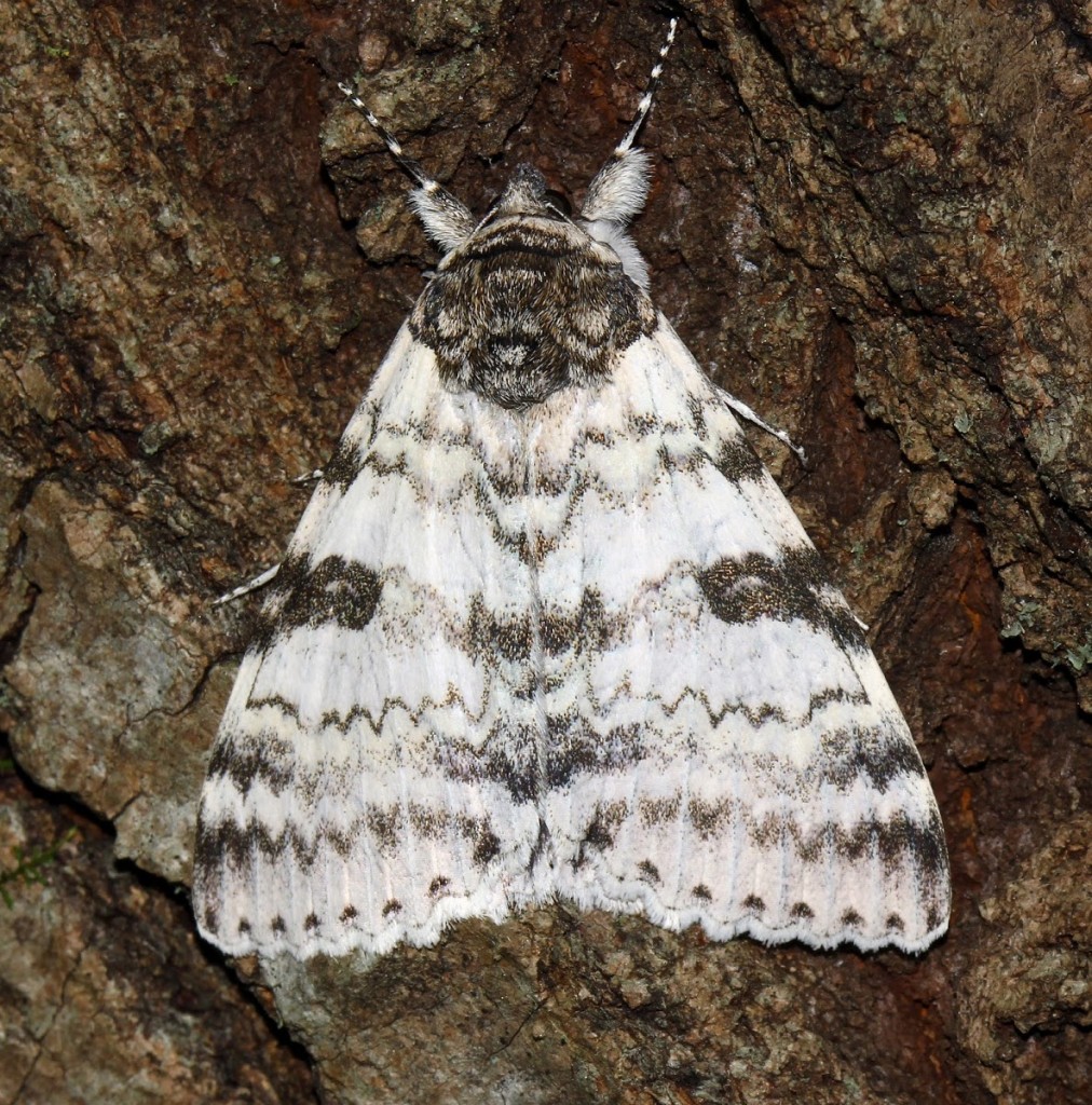 Project Noah Fun Fact: White Underwing – National Moth Week