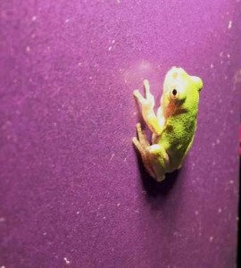 6th Annual Mothing at Long Lips Farm, Kansas, USA – Guest Post by ...