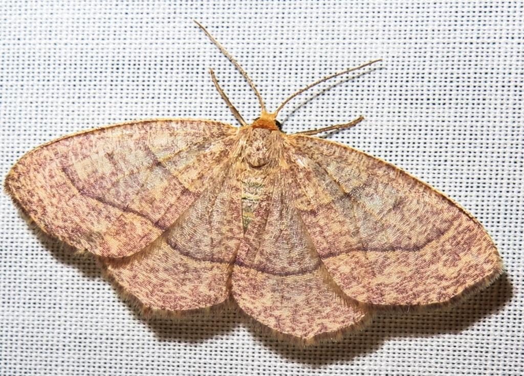 Mothing in Indiana, USA – Guest post by Debbie Goedde – National Moth Week