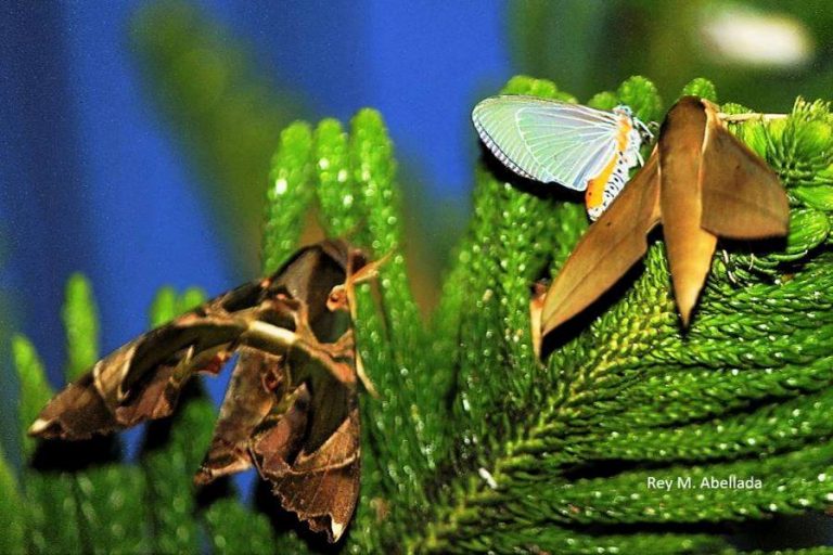 National Moth Week in the Philippines – guest post by Leana Lahom ...