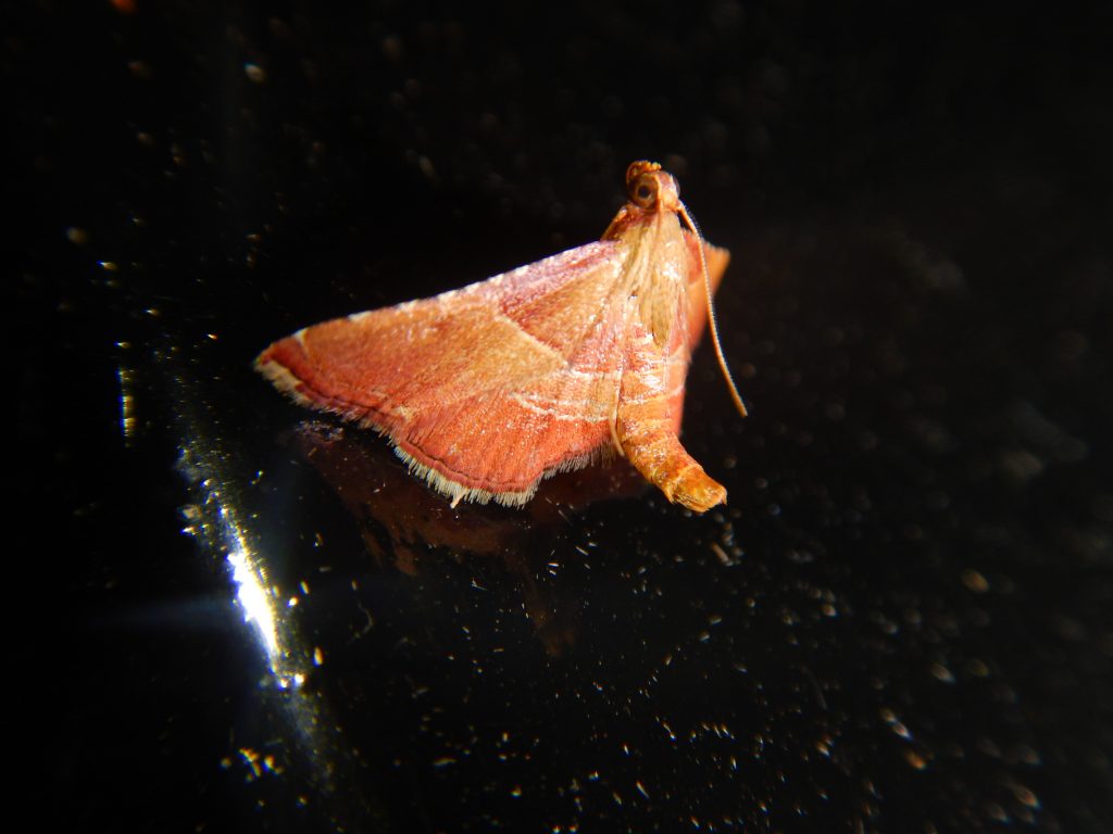 NMW new partner – The Hellenic Biodiversity Center – National Moth Week