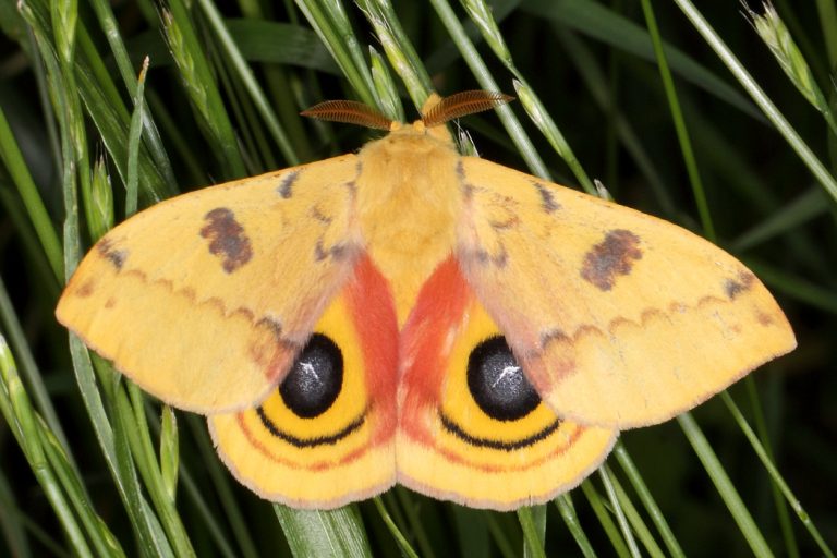 Io moth – National Moth Week