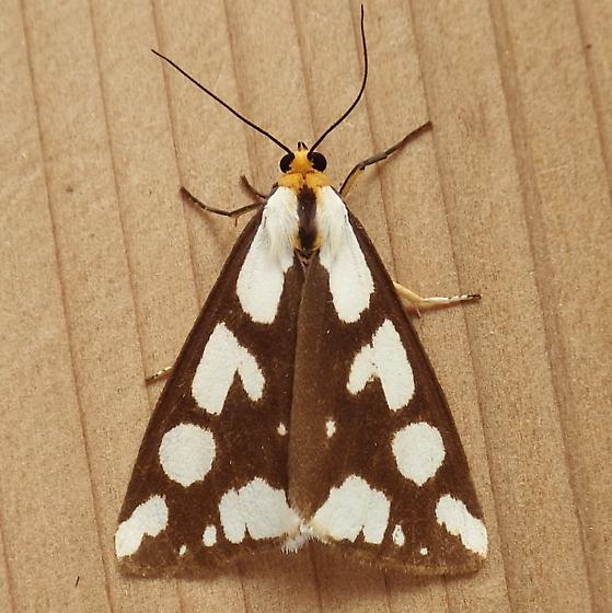 Tiger Moths in the spotlight – News Release, 28 June 2017 – National ...