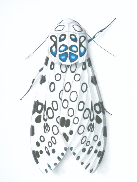 Moth Paintings – Guest post by Deborah Davis – National Moth Week