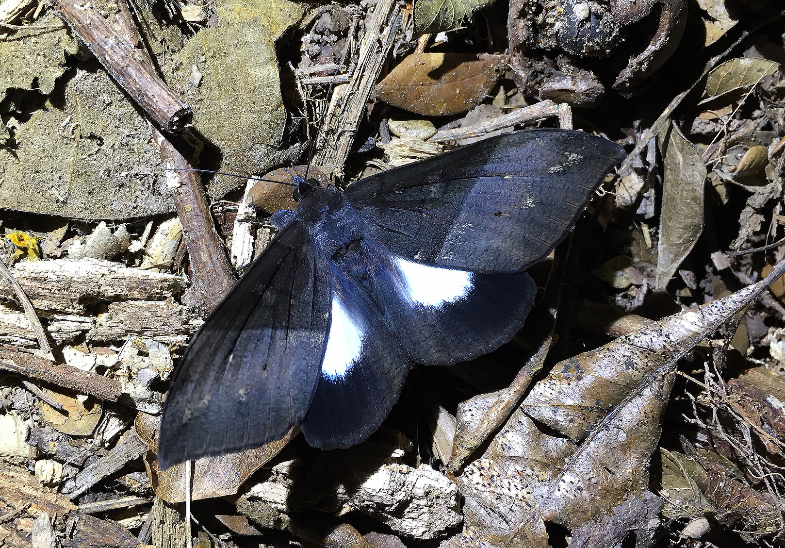 Moth night 11 July 2018 Cairns, Australia – Guest Post by Dave Rentz ...