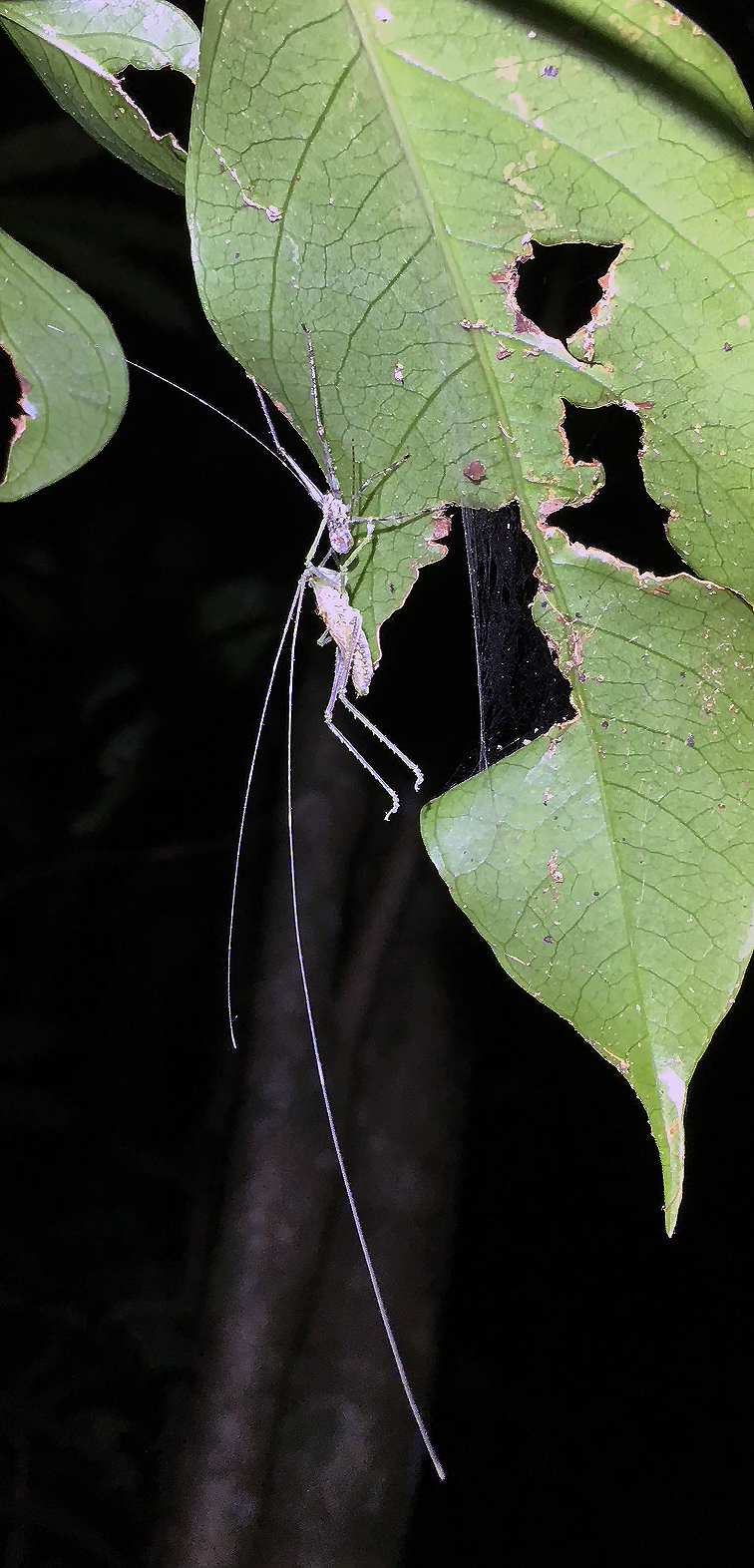 Moth night 11 July 2018 Cairns, Australia – Guest Post by Dave Rentz ...