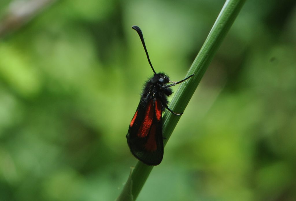 In a War-Torn Country, Moth Watching Offers a Peaceful Diversion ...