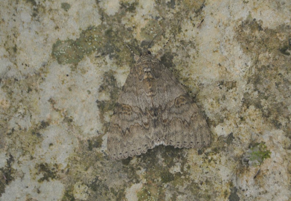 In a War-Torn Country, Moth Watching Offers a Peaceful Diversion ...