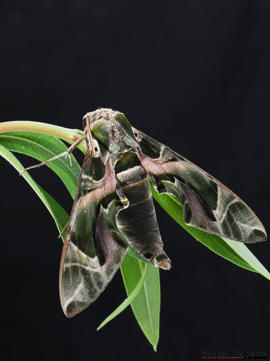 Moth Week in Cyprus – Guest post by Marios Philippou – National Moth Week