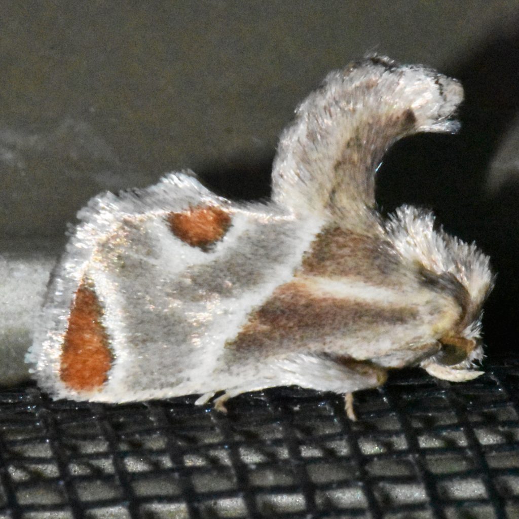 NMW in New Hampshire – Guest Post by Deb Lievens – National Moth Week