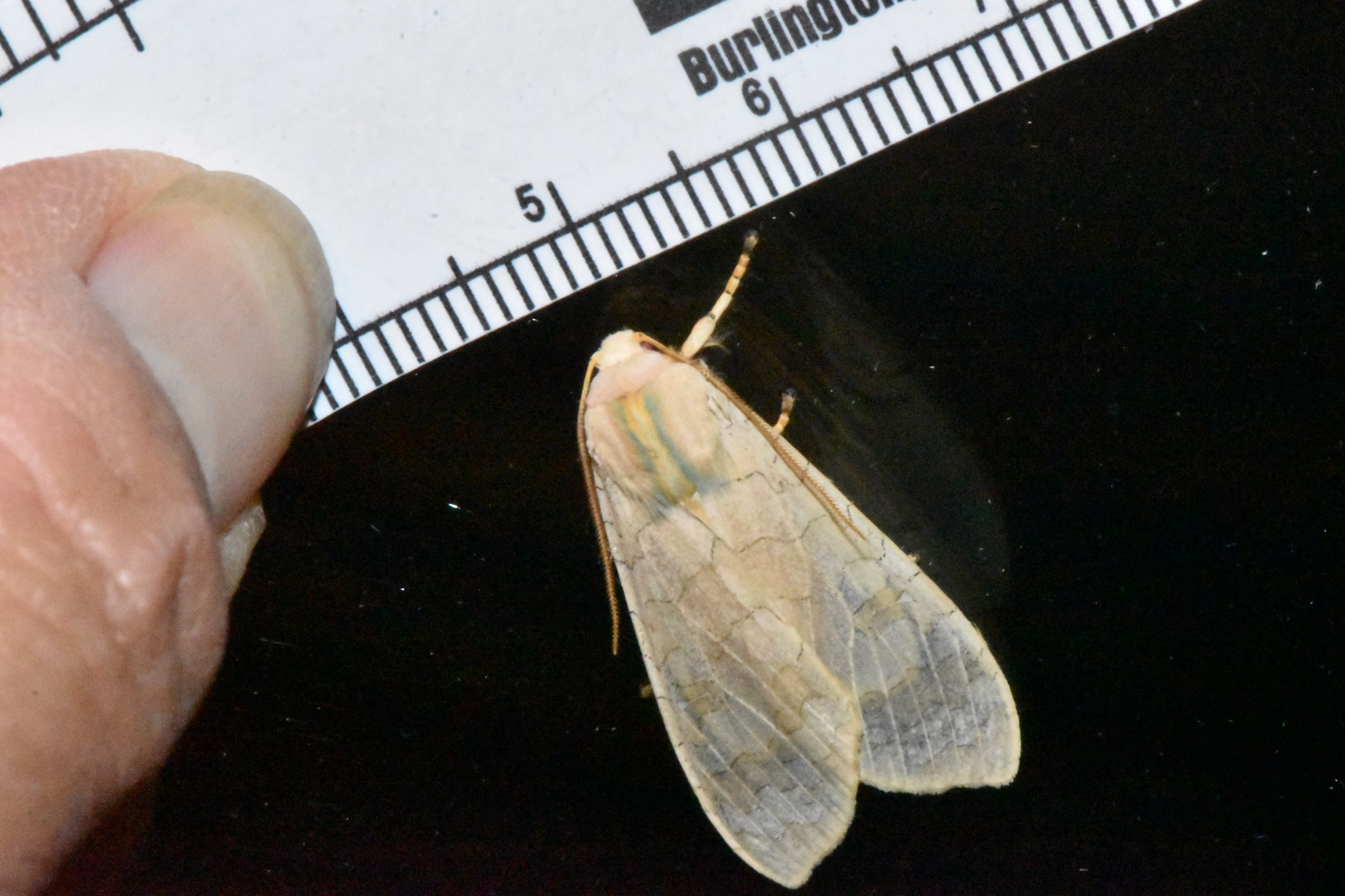 NMW in New Hampshire – Guest Post by Deb Lievens – National Moth Week