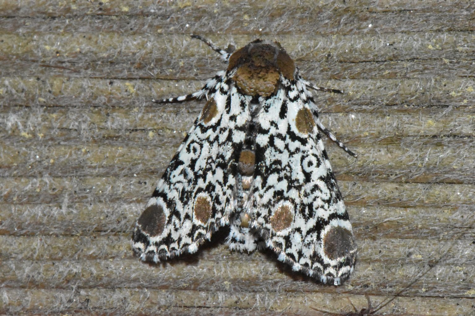 Moth Identification – National Moth Week