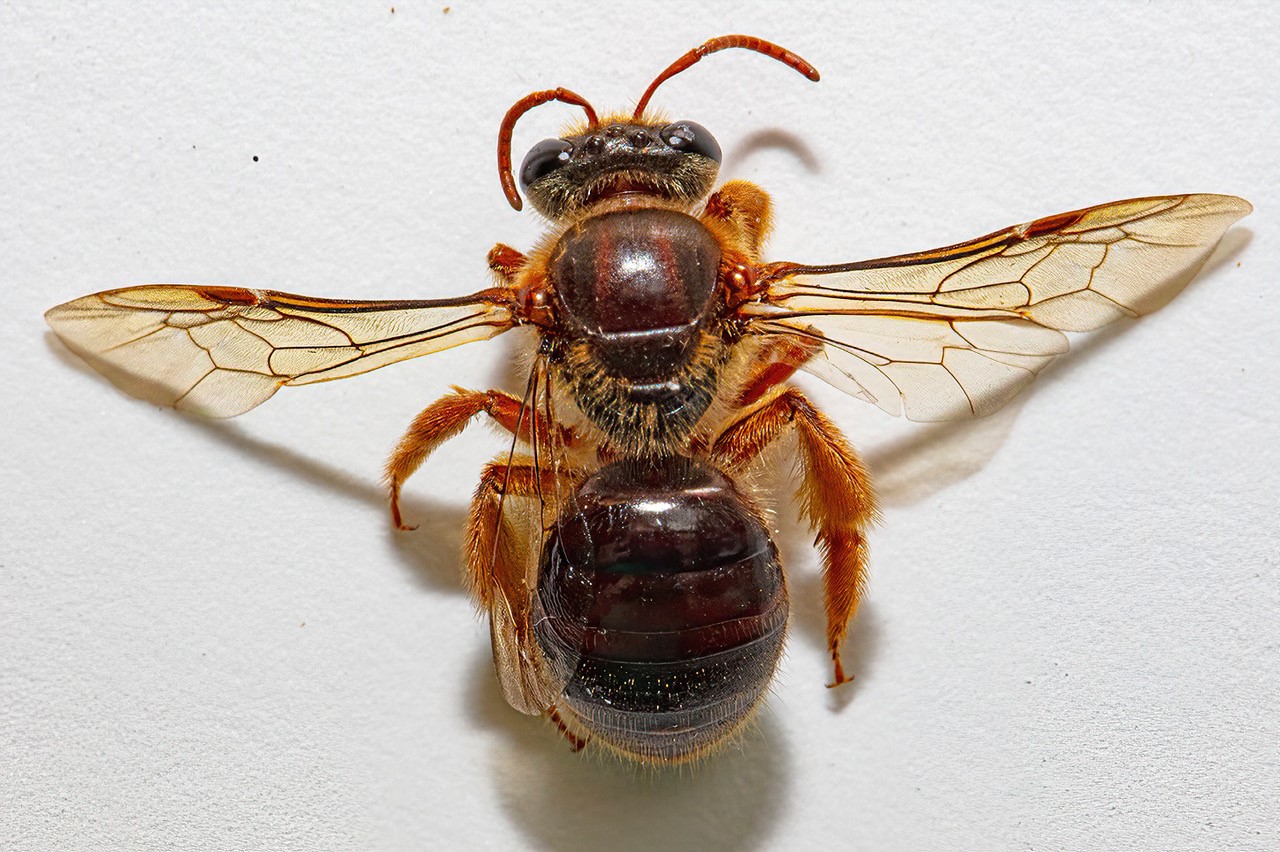 Moth Night at the Cairns Botanic Gardens, Australia – National Moth Week