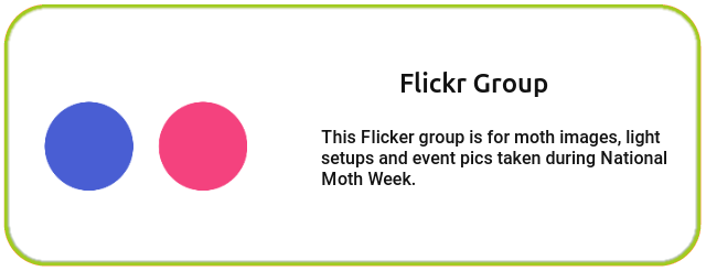 National Moth Week – Exploring Nighttime Nature