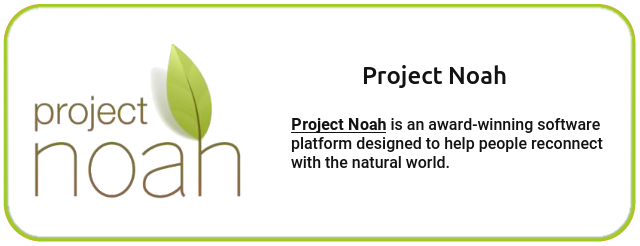 Project Noah Fun Fact: Isabella tiger moth – National Moth Week