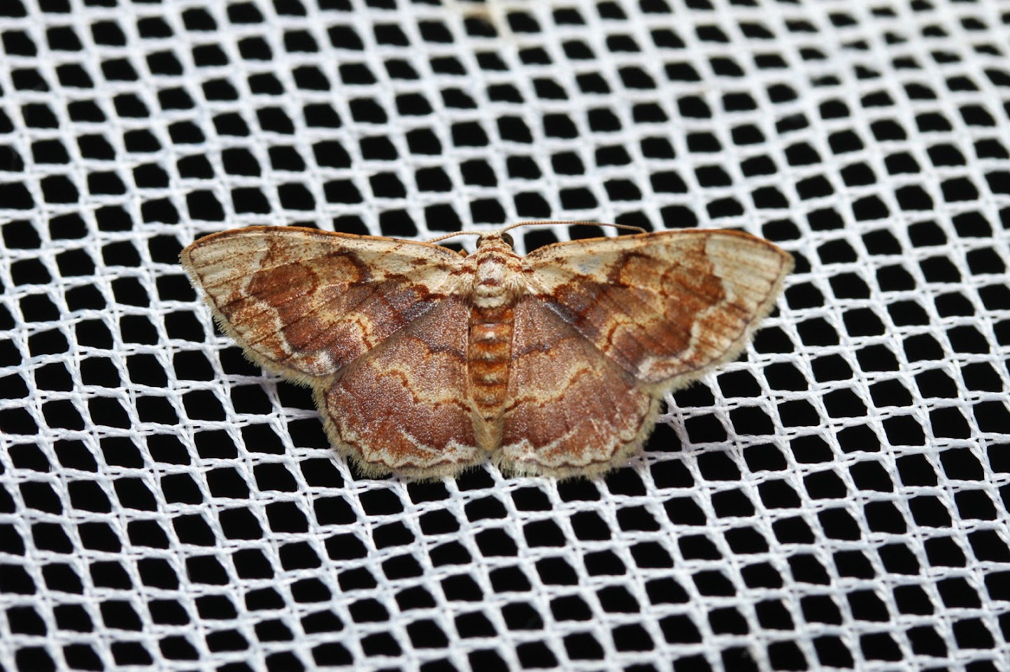 Cairns Botanic Gardens in Australia Hosts 65 for Moth Night – National ...