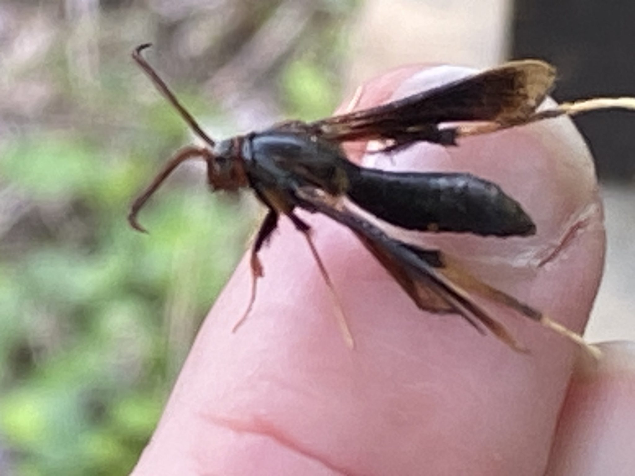 Home of the First ‘Moth Ball’ Still Flying – National Moth Week