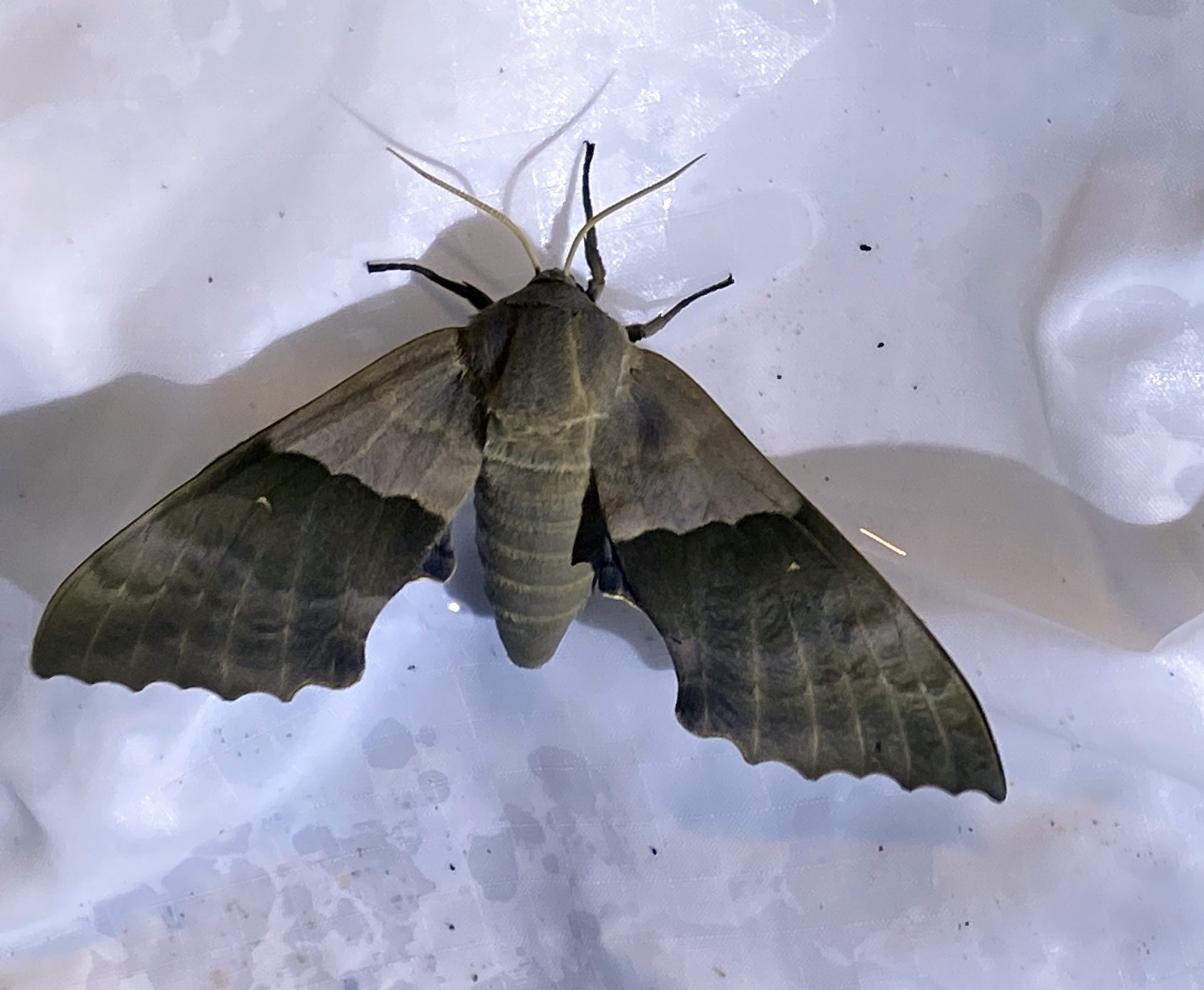 Home of the First ‘Moth Ball’ Still Flying – National Moth Week