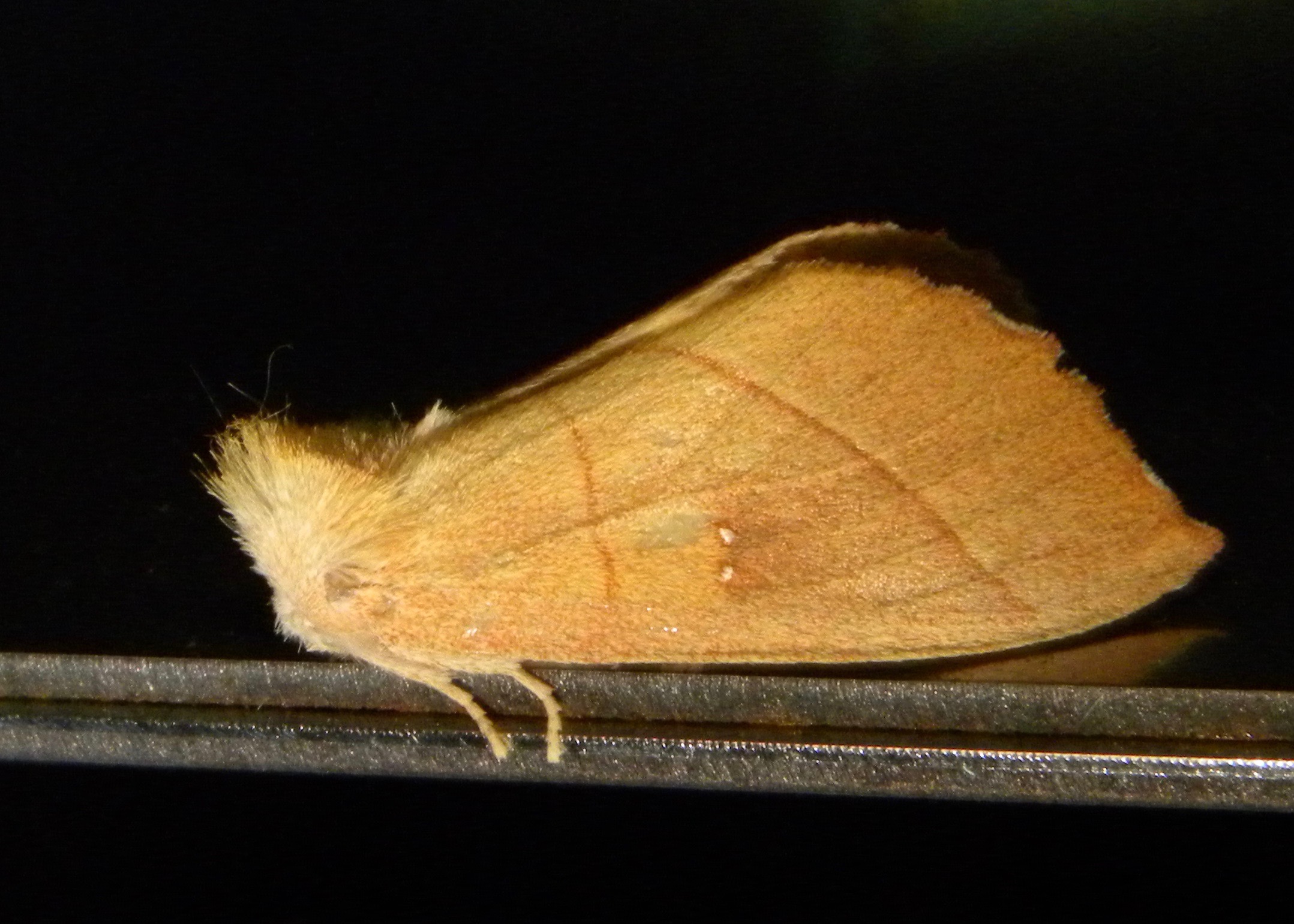 Home of the First ‘Moth Ball’ Still Flying – National Moth Week