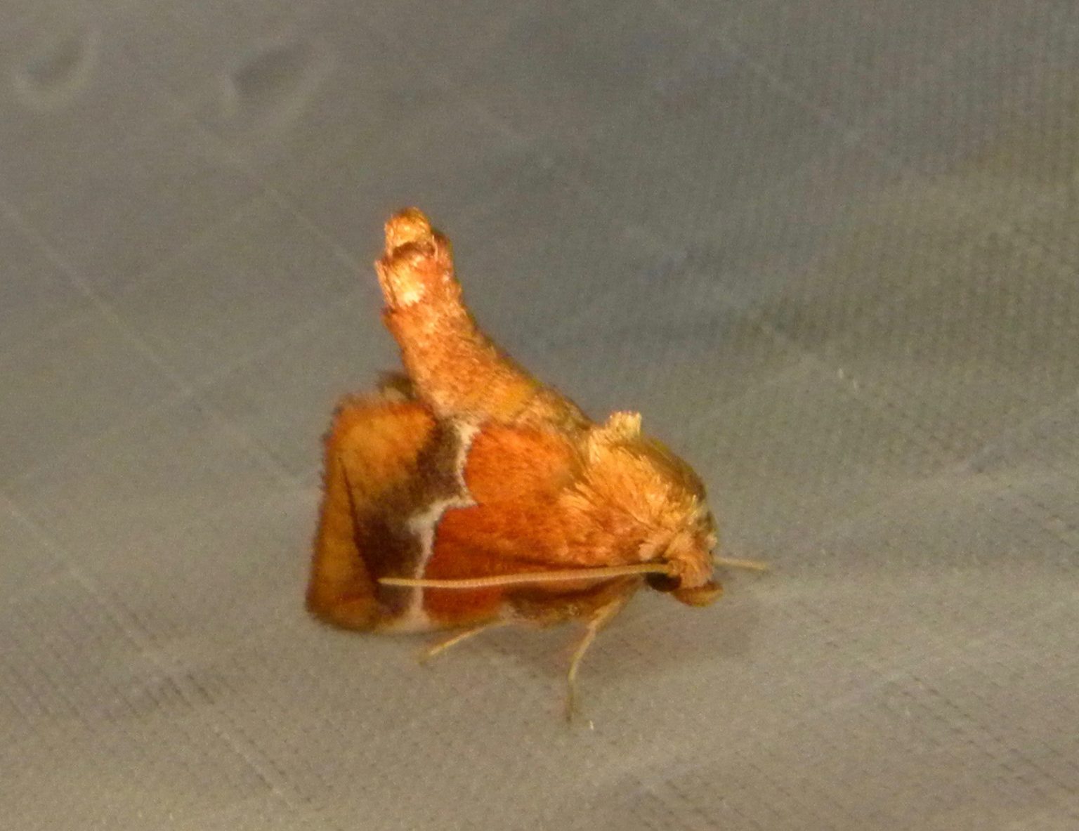 Home of the First ‘Moth Ball’ Still Flying – National Moth Week