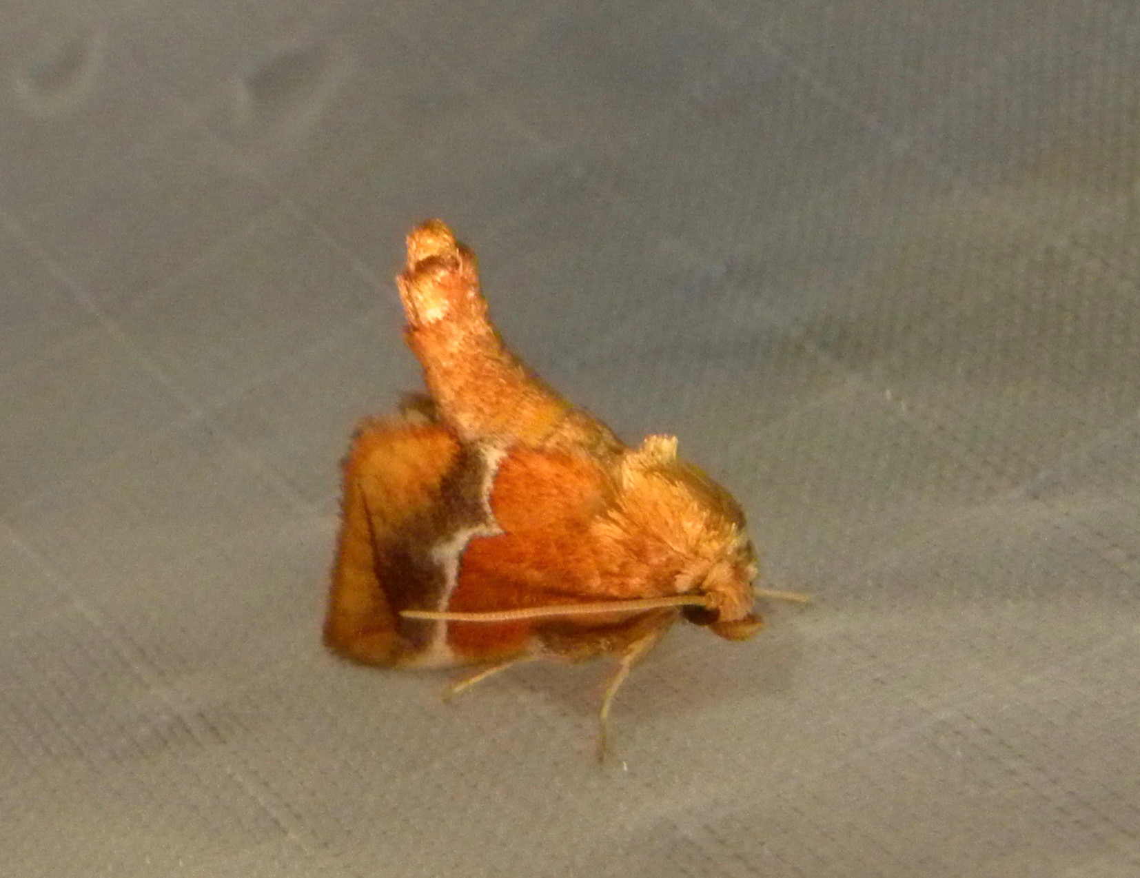 Home of the First ‘Moth Ball’ Still Flying – National Moth Week
