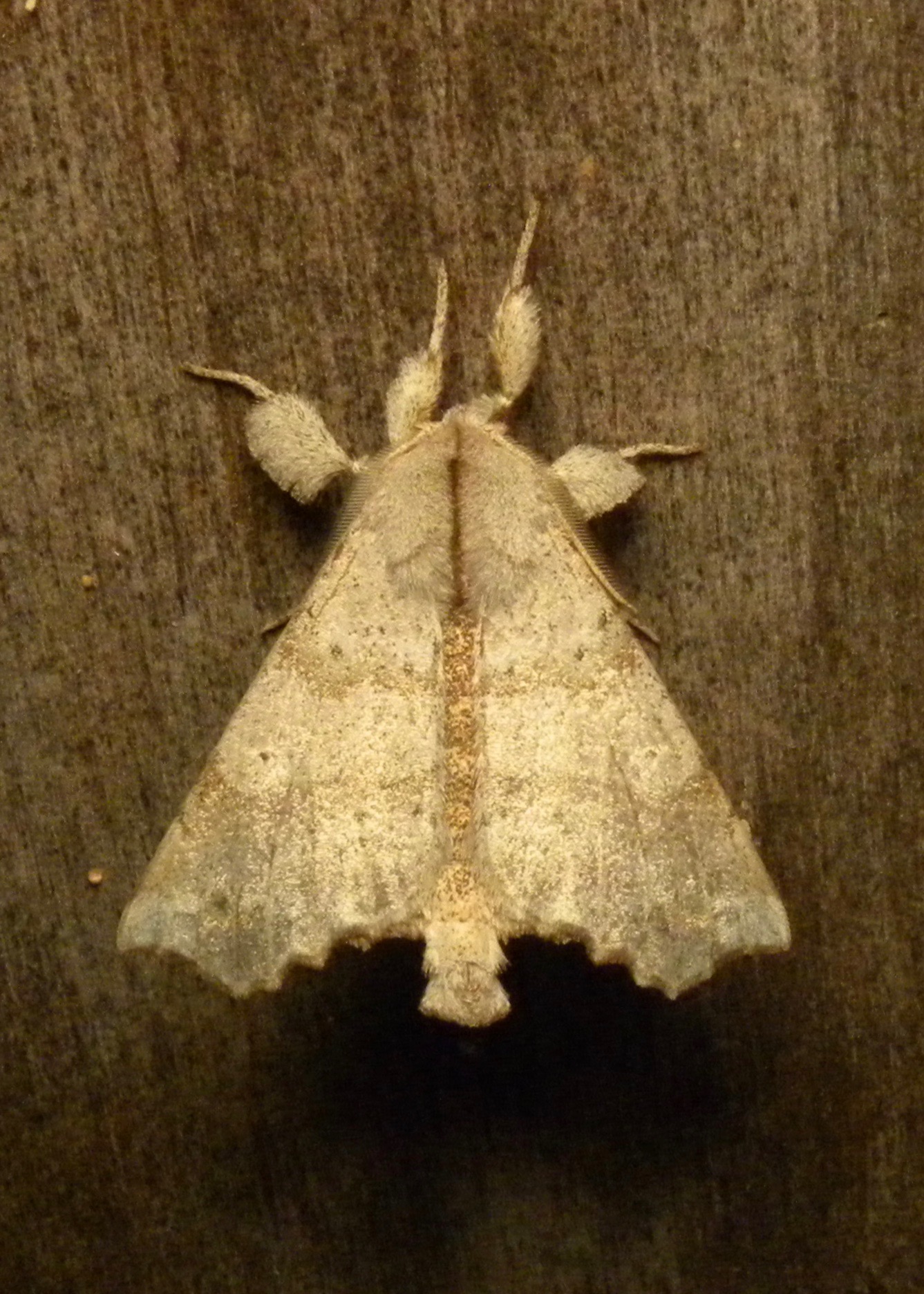 Home of the First ‘Moth Ball’ Still Flying – National Moth Week