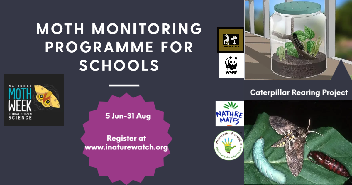 Moth Monitoring Programme for Schools: National Moth Week in India ...