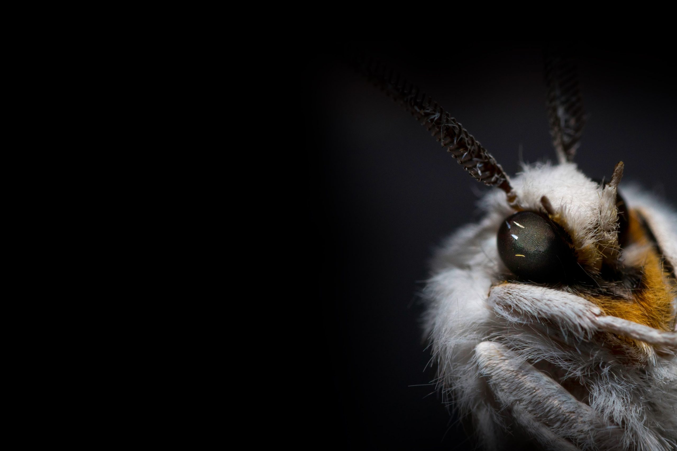 Homepage-archive – National Moth Week