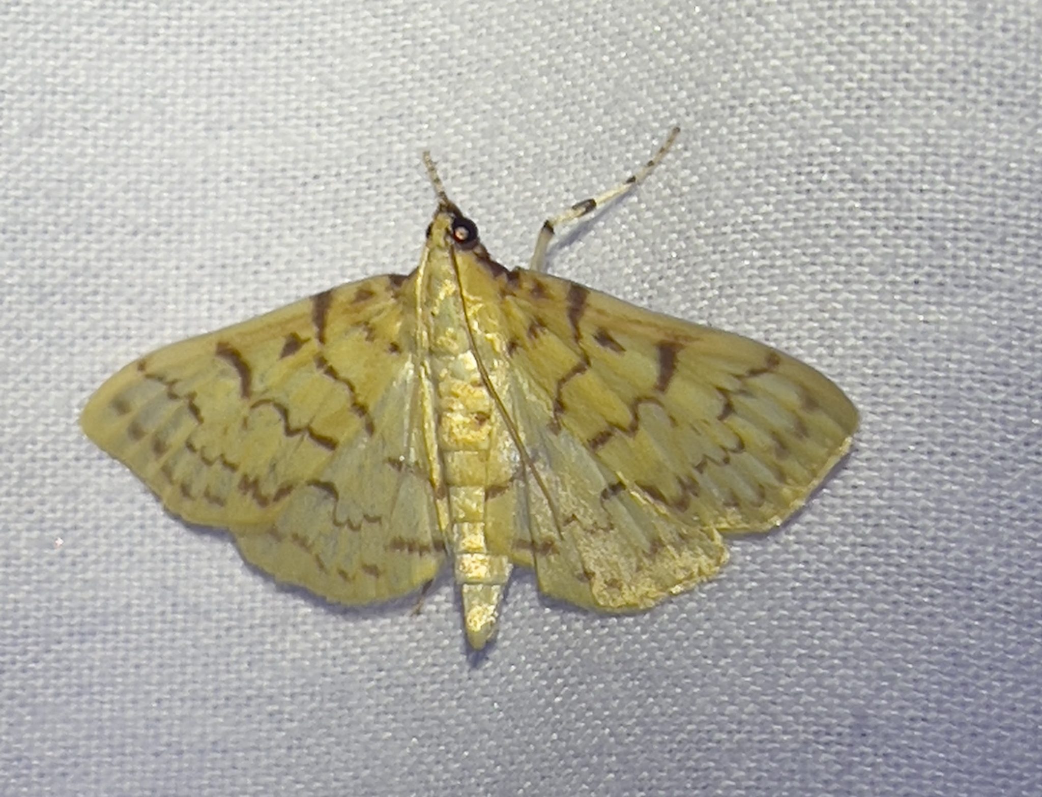 Mothing 101 – National Moth Week
