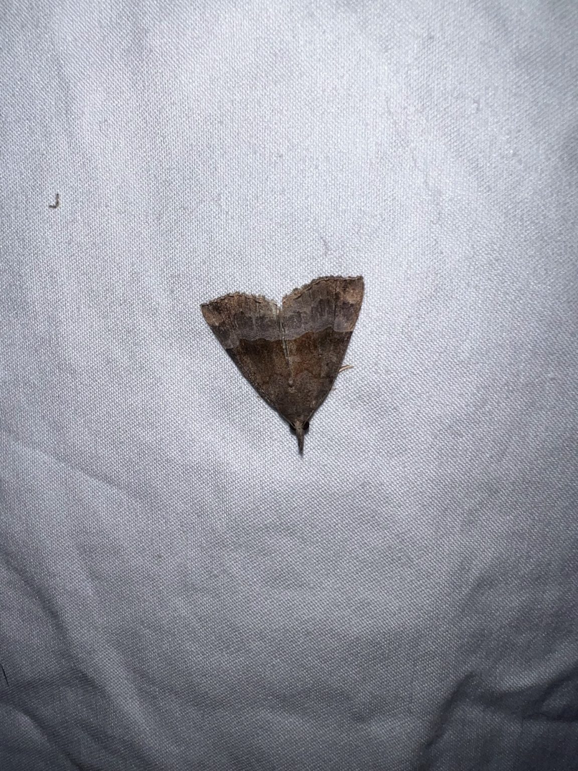 Mothing 101 – National Moth Week