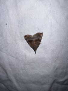 Mothing 101 – National Moth Week