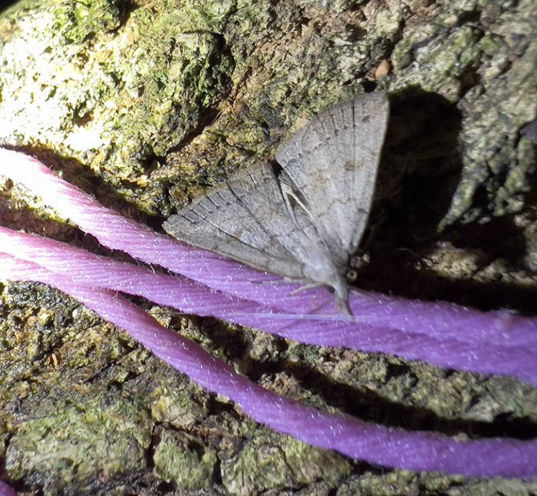 Mothing 101 – National Moth Week