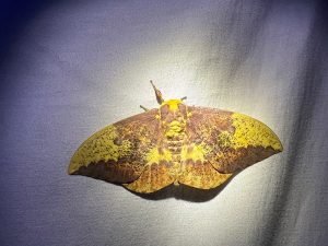 Mothing 101 – National Moth Week