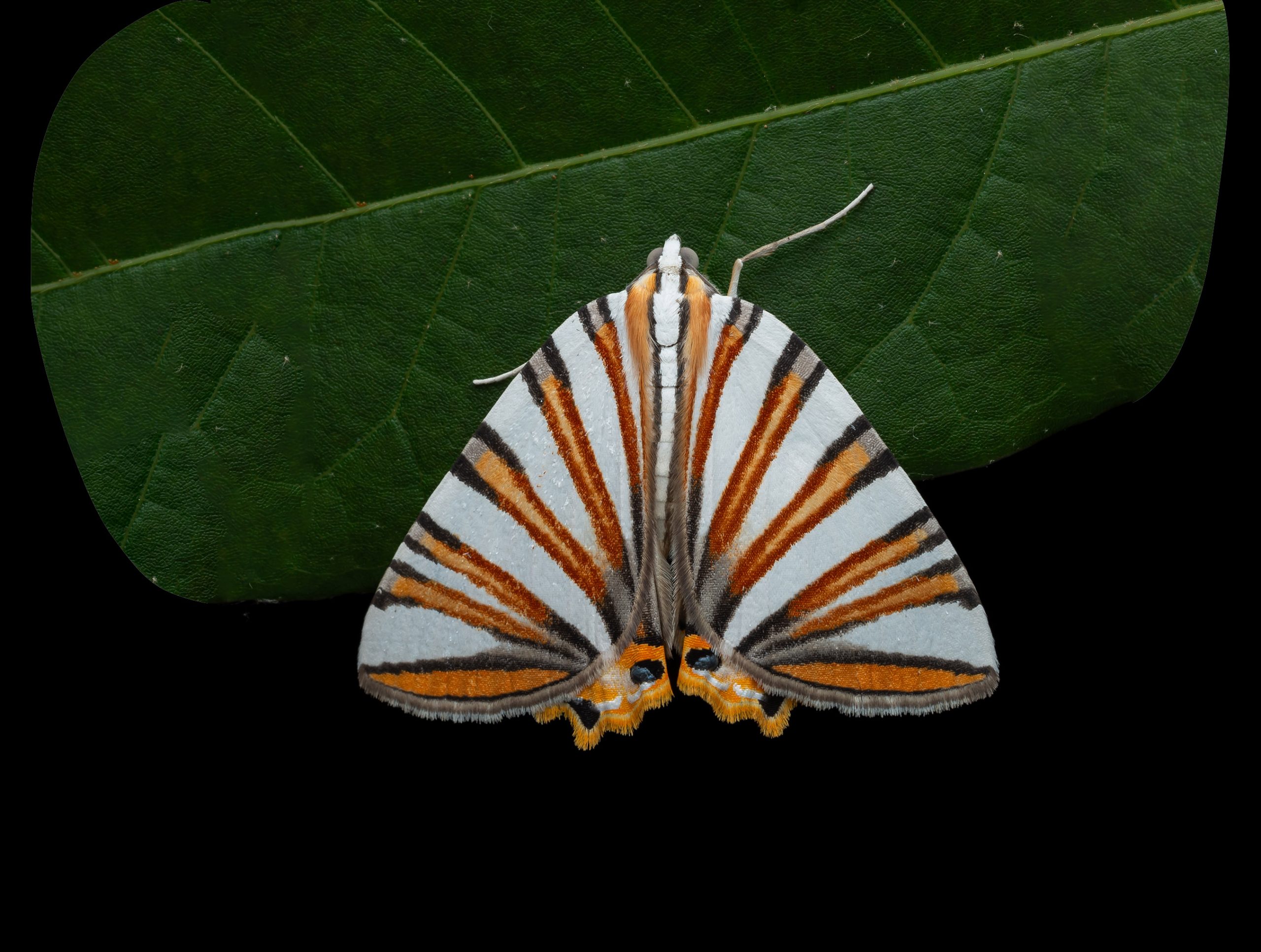 About NMW – National Moth Week