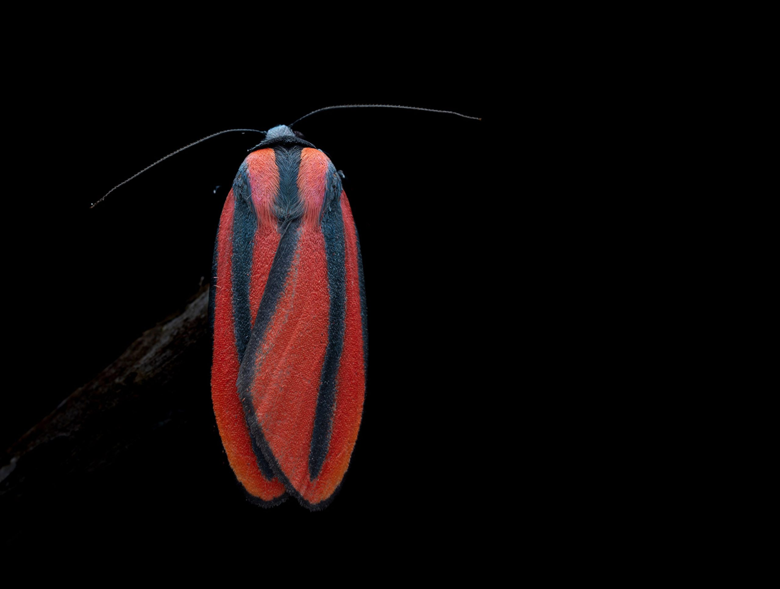 Science Advisory Board – National Moth Week